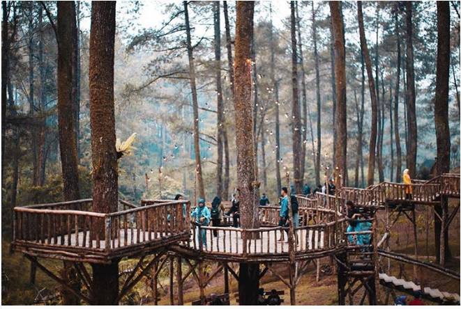 Menelusuri Keindahan Hutan Pinus di Orchid Forest Cikole Bandung